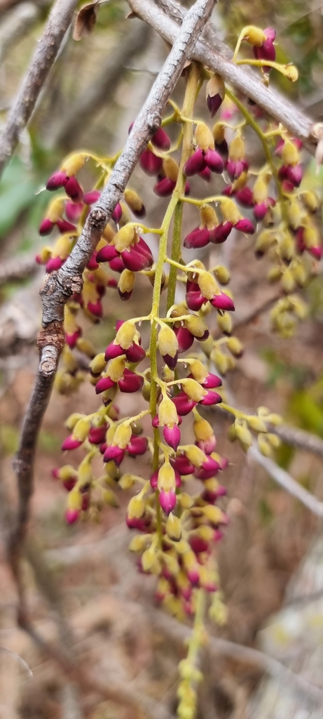 Blood Vine from St Mary QLD 4650, Australia on October 26, 2023 at 03: ...