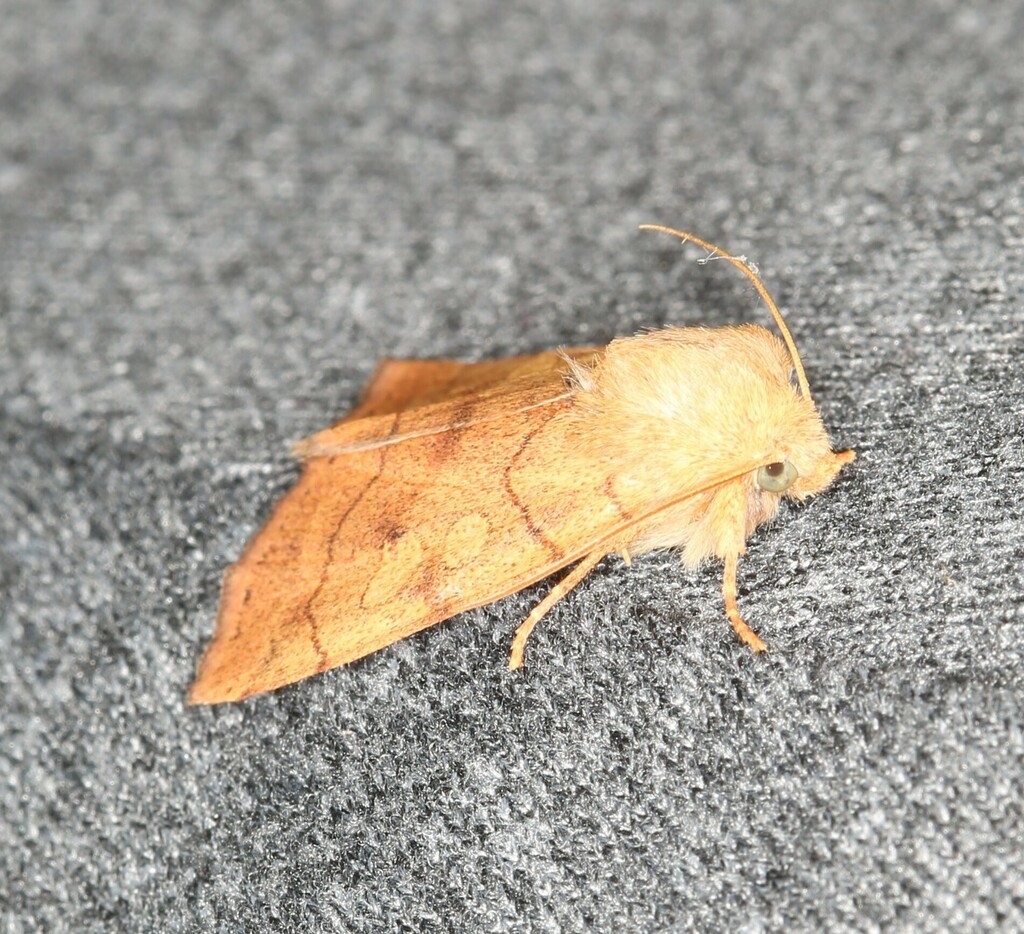 Aspen Twoleaf Tier Moth from Mont-Joli, QC, Canada, 1101 rue Lussier on ...