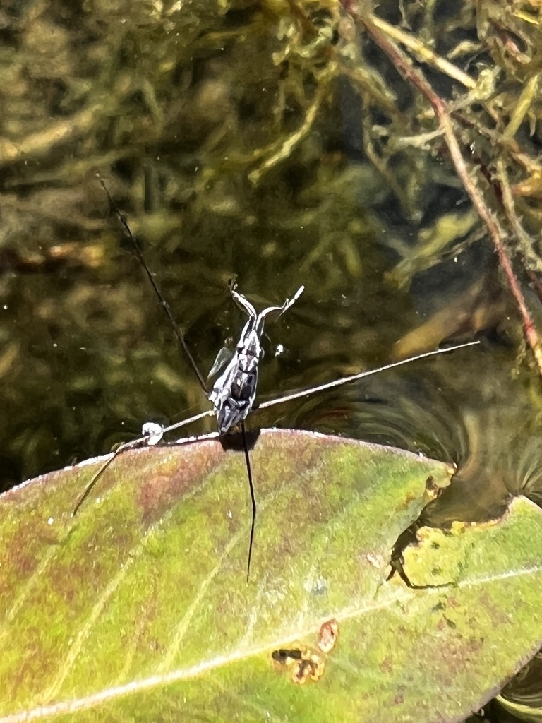 Neogerris hesione from SR-175, Marion, AL, US on October 17, 2023 at 09 ...