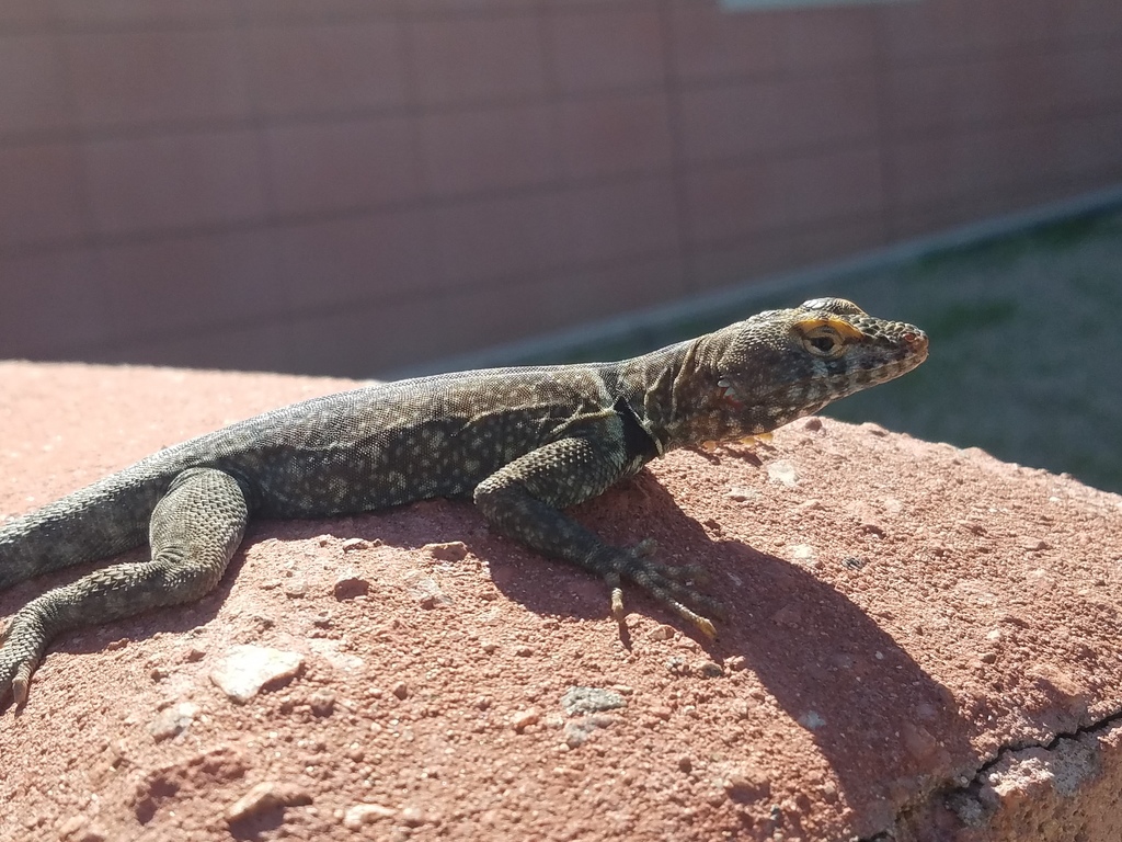 Banded Rock Lizard from Palm Springs, CA, USA on March 16, 2019 at 01: ...