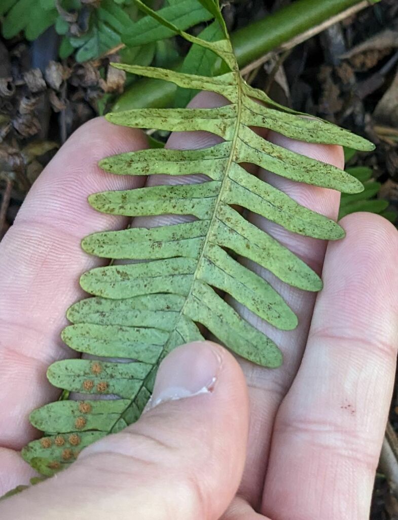 Appalachian rockcap fern from Grayson County, VA, USA on March 7, 2023 ...