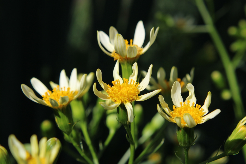Senecio tweediei from Puerto Madero, CABA, Argentina on October 26 ...