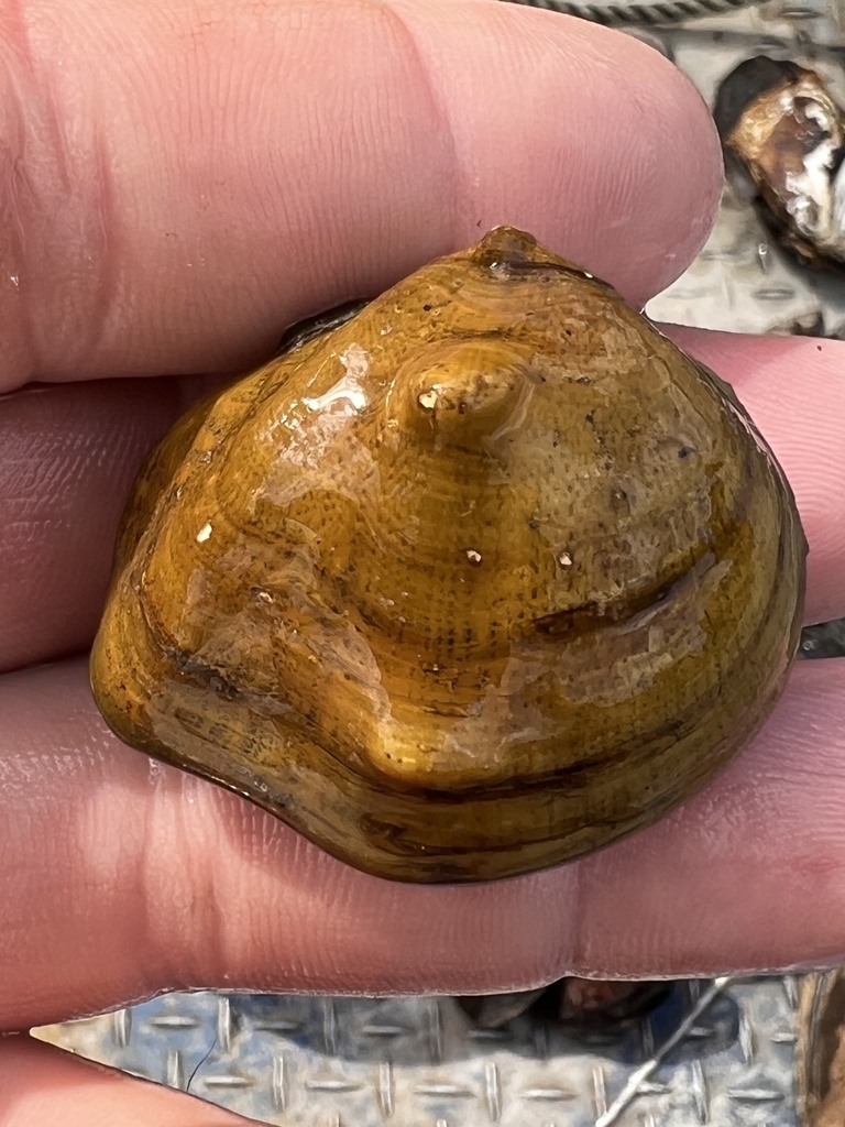 Three-horn Wartyback from Alabama River, Franklin, AL, US on October 26 ...