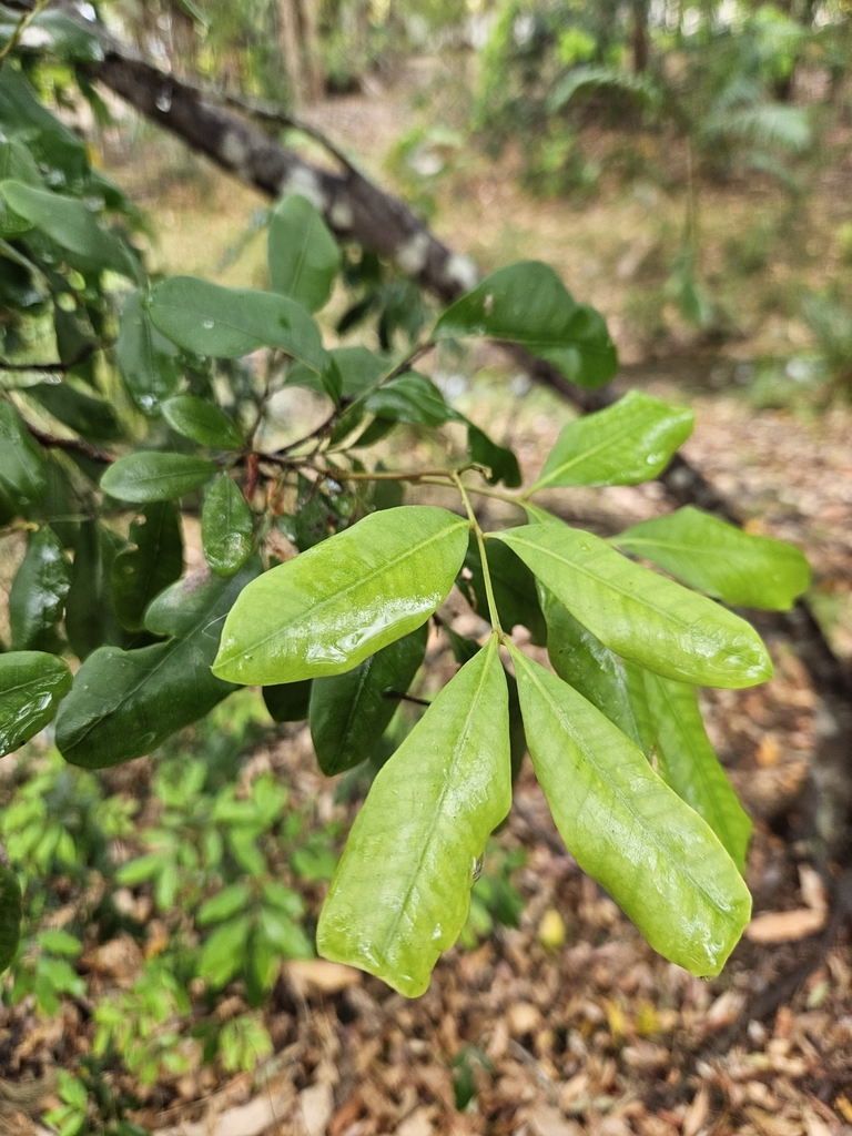 Guioa from Cornubia QLD 4130, Australia on October 27, 2023 at 11:11 AM ...