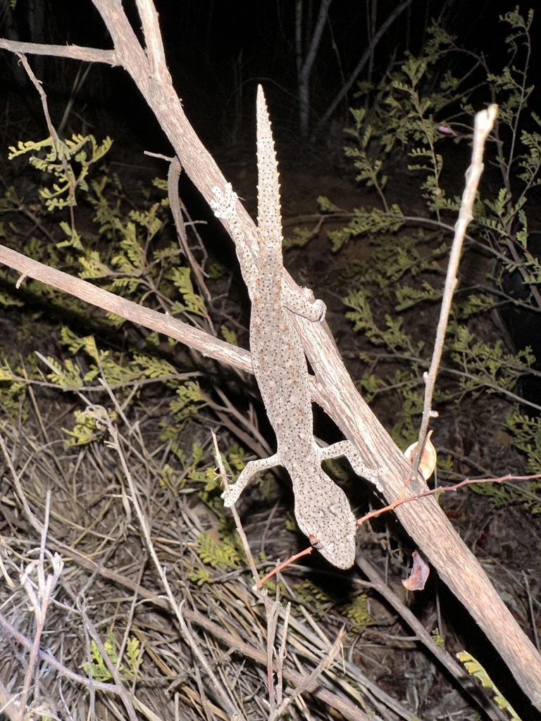 Eastern Spiny-tailed Gecko from Yuleba QLD 4427, Australia on October ...