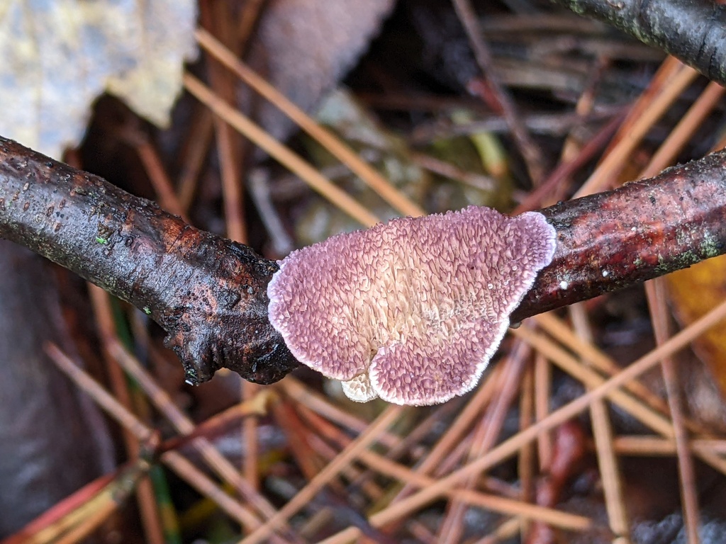 Trichaptum subchartaceum from Island Lake Recreation Area on October 26 ...
