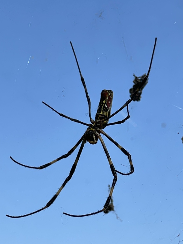 Joro Spider from Nichinankaigan Quasi-National Park, Miyazaki, Miyazaki ...
