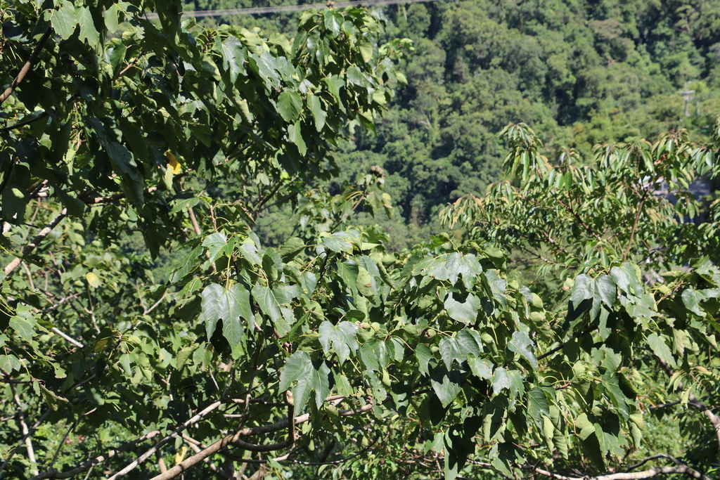 mu oil tree from 台灣新北市烏來區 on October 25, 2023 at 11:06 AM by Hua Wan ...
