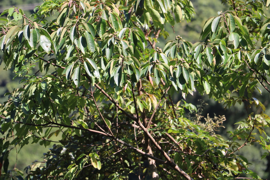 Mountain Tallow from 台灣新北市烏來區 on October 25, 2023 at 11:06 AM by Hua ...