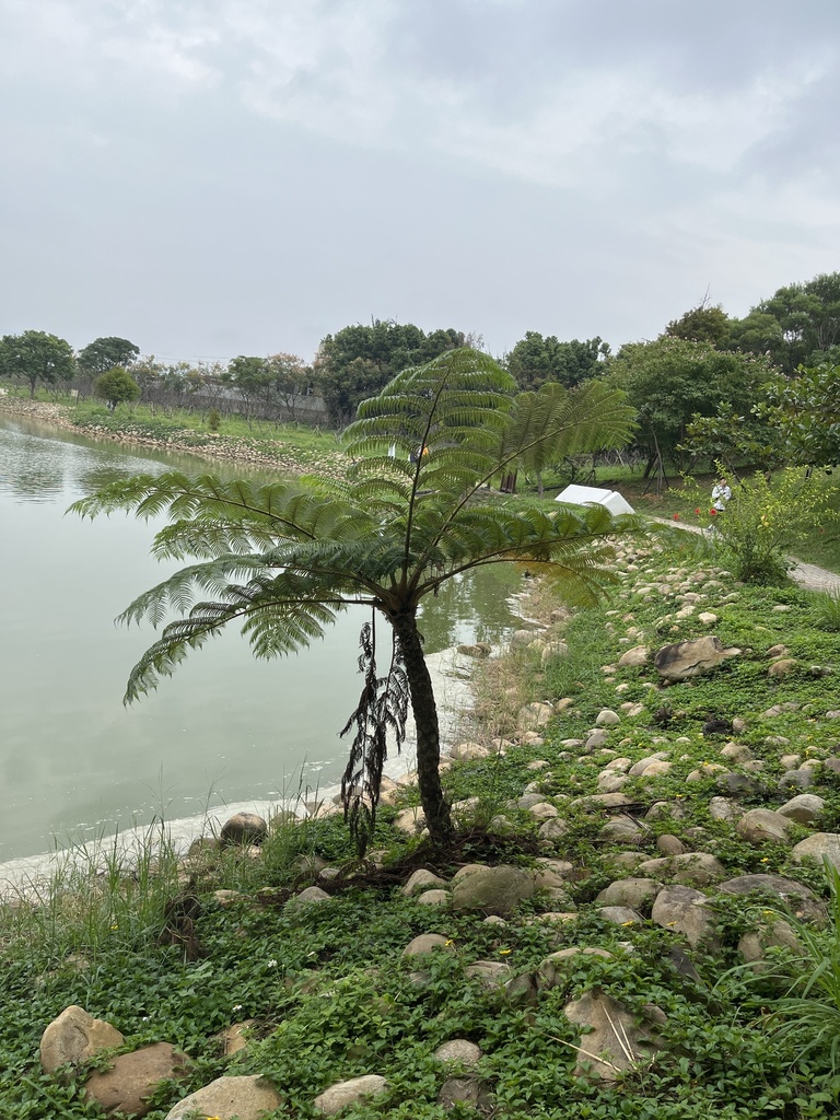 Flying Spider Monkey Tree Fern from 國立聯合大學 - 第一校區, 苗栗市, MIA, TW on ...