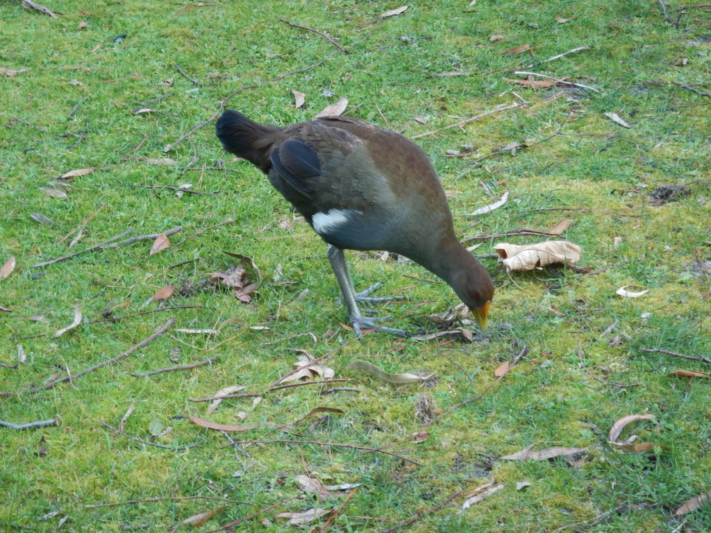 Tasmanian Native-hen from Hobart, Tasmania, Australia on October 10 ...