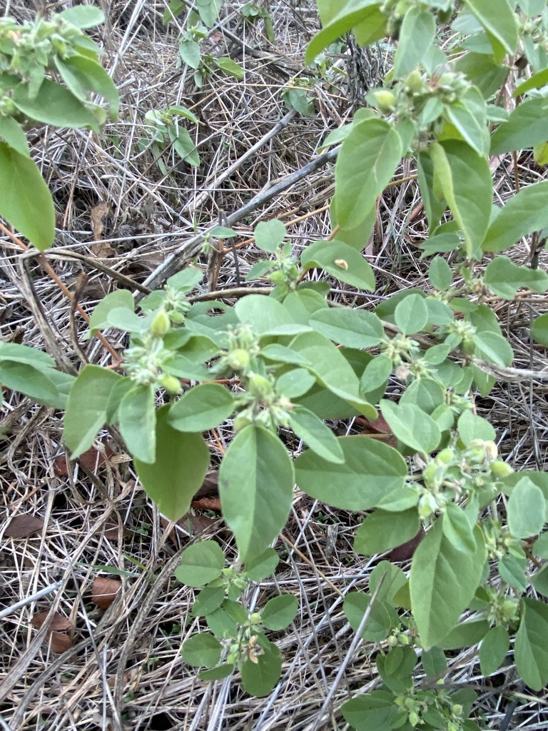 Prairie Tea from Ray Roberts Lake State Park, Denton, TX, US on October ...