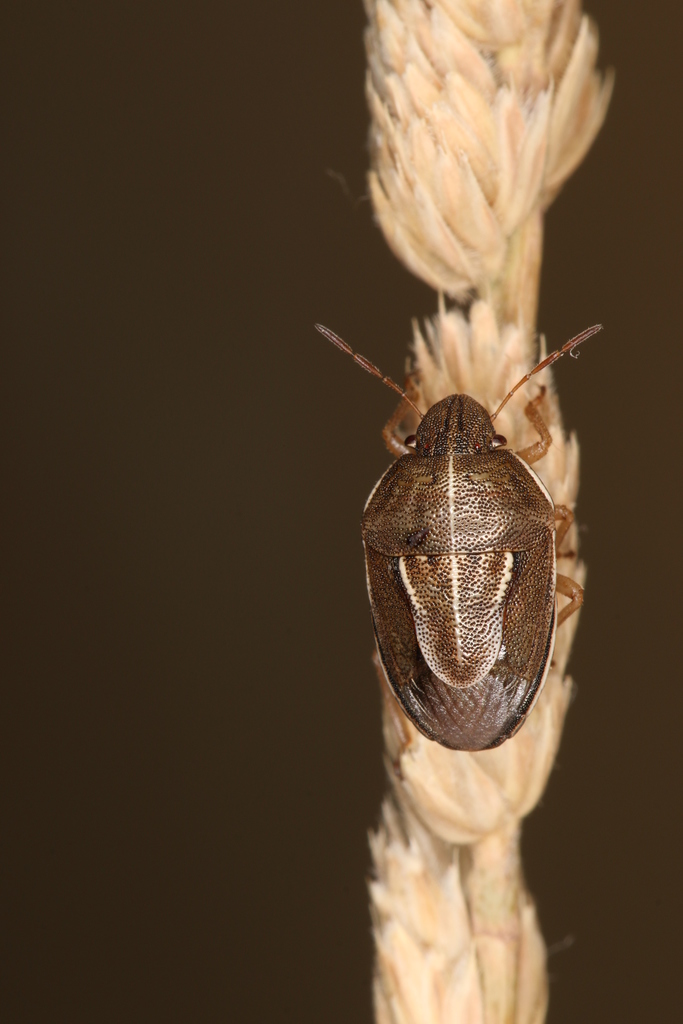 Neottiglossa flavomarginata (Hétéroptères Pentatomoidea de France ...