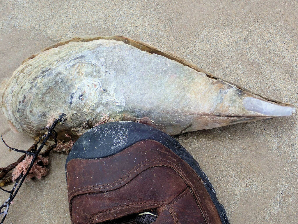 common razor clam from Sellicks Beach South, SA, Australia on October ...