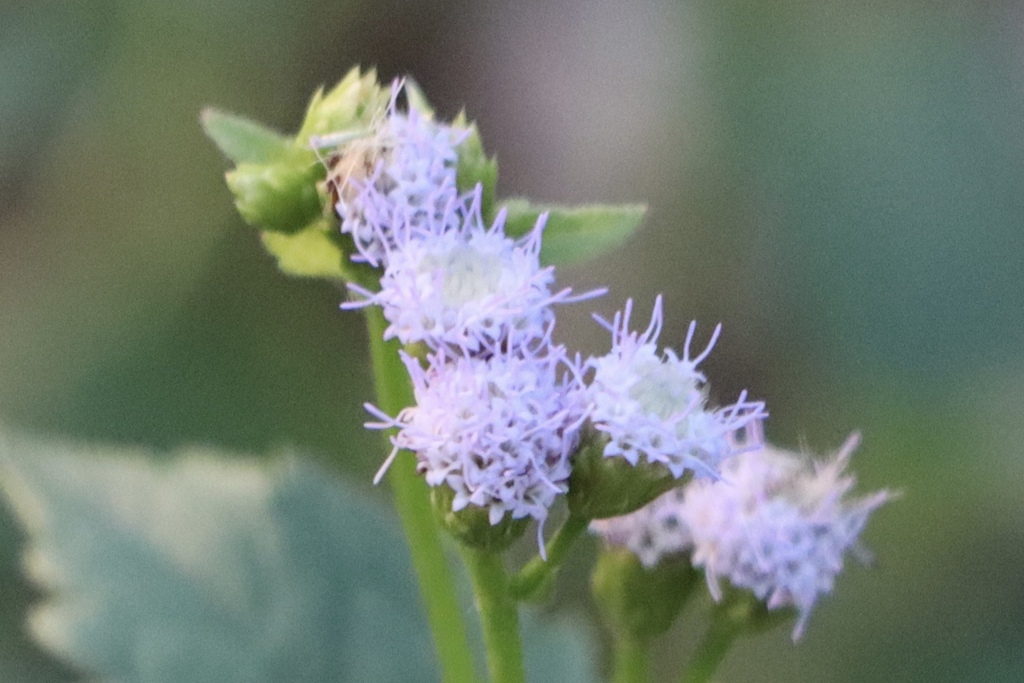 Praxelis from Belitung Regency, Bangka Belitung Islands, Indonesia on ...