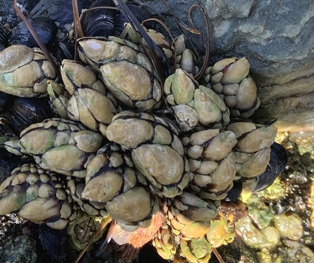 Gooseneck Barnacle from Gulf Of Santa Catalina, CA, US on October 14 ...