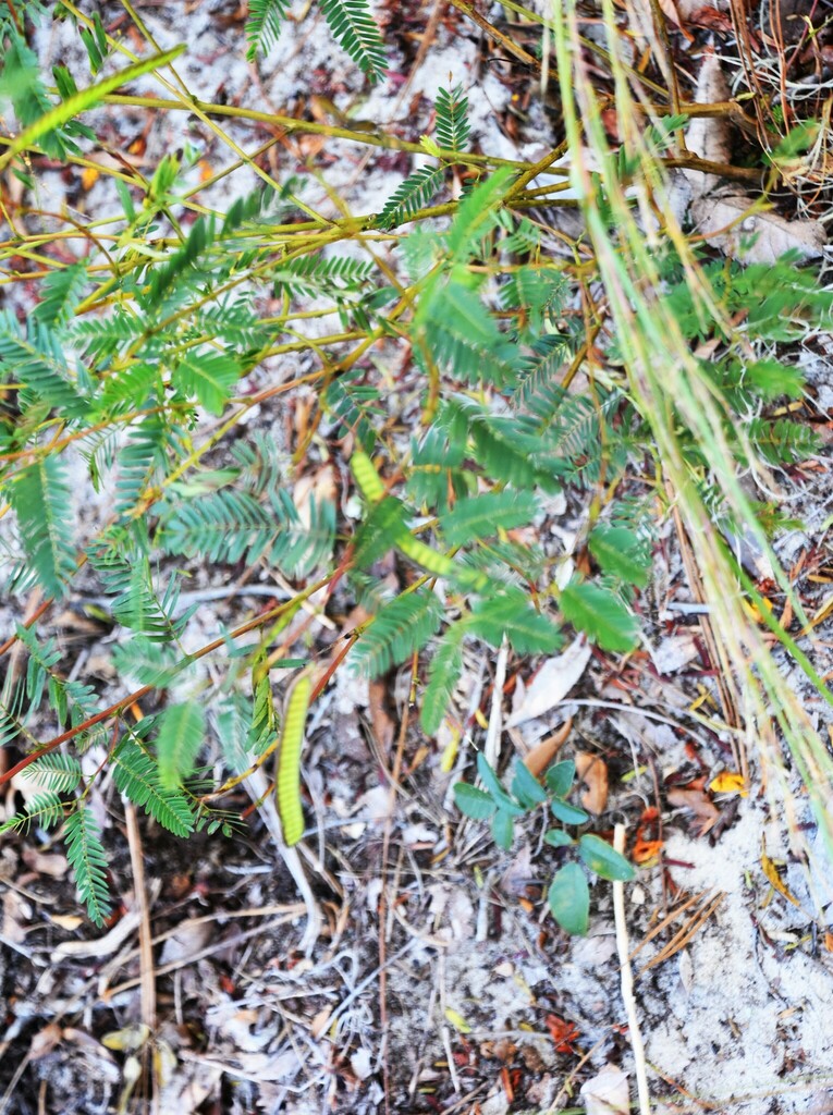 partridge pea from Polk County, FL, USA on October 26, 2023 at 12:21 PM ...