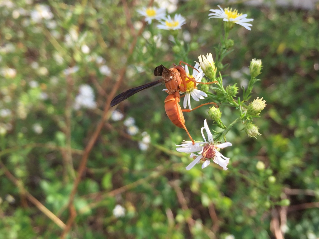 Fine-backed Red Paper Wasp from Stone Mountain Park, Stone Mountain, GA ...