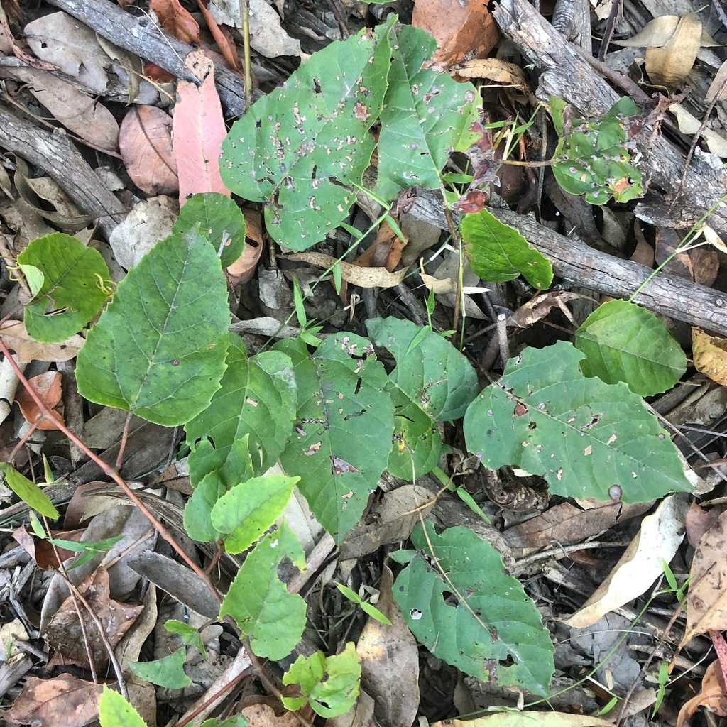 Kangaroo Vine from Peacock Creek NSW 2469, Australia on October 2, 2023 ...