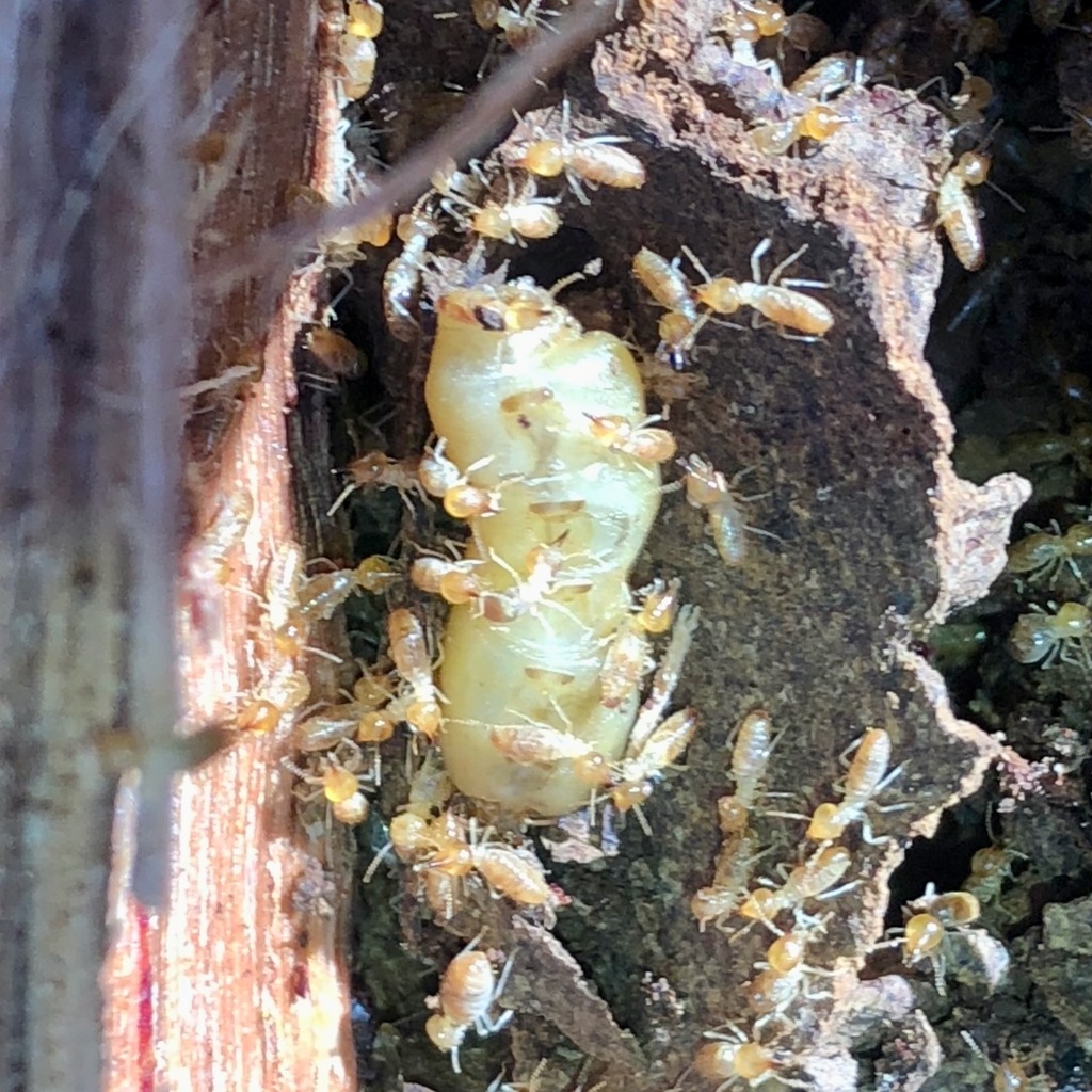 Nasute Termites from Jeogla NSW 2350, Australia on October 4, 2023 at ...