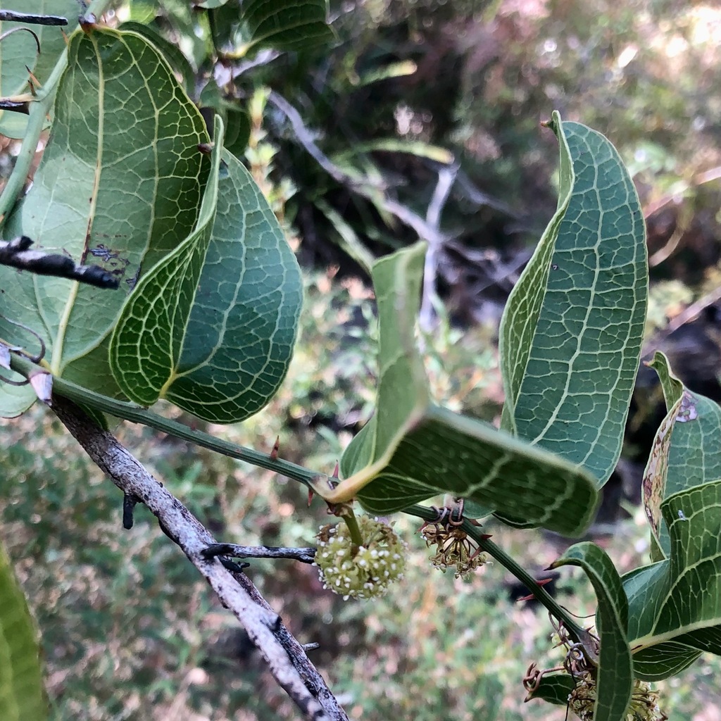 Austral Sarsaparilla from Jeogla NSW 2350, Australia on October 4, 2023 at 09:56 AM by James K ...