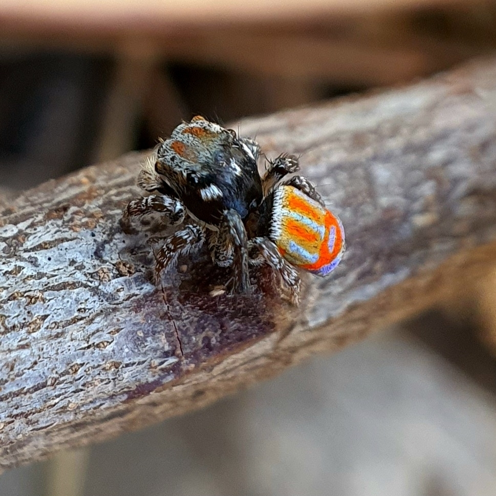 Maratus occasus from Nandi QLD 4405, Australia on October 27, 2023 at ...