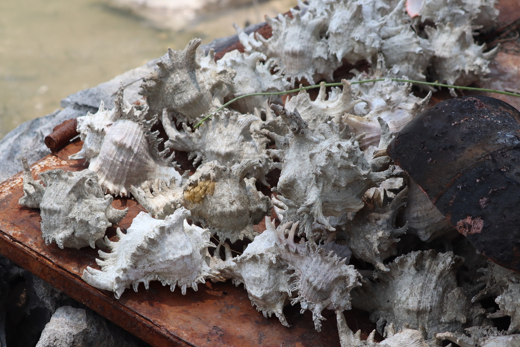 ramose murex from Belitung Regency, Bangka Belitung Islands, Indonesia ...