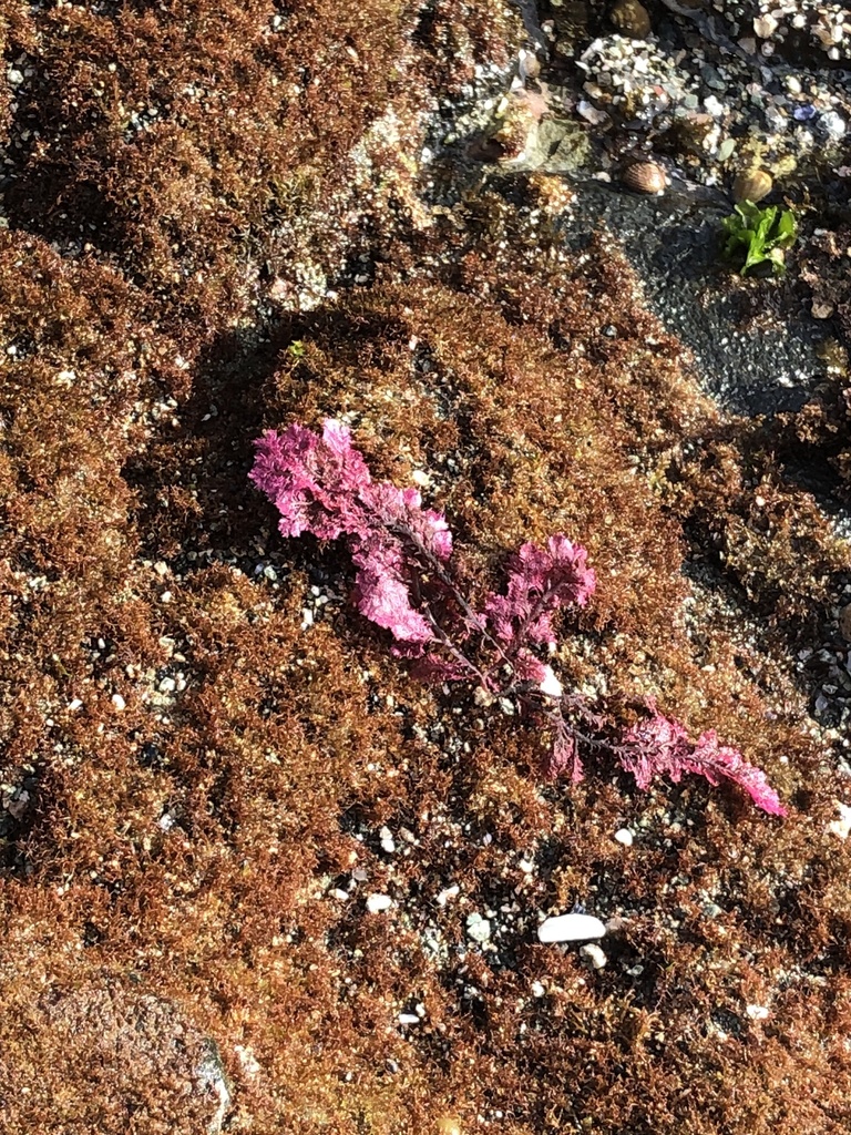 Sea Comb from North Pacific Ocean, CA, US on October 13, 2023 at 03:54 ...