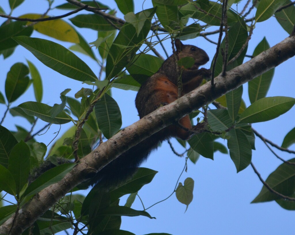 Deppe's Squirrel from El Rama, Nicaragua on October 26, 2023 at 04:14 ...