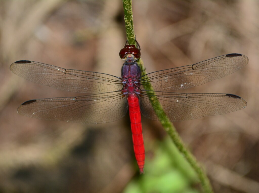 Red-tailed Skimmer from El Rama, Nicaragua on October 26, 2023 at 05:38 ...