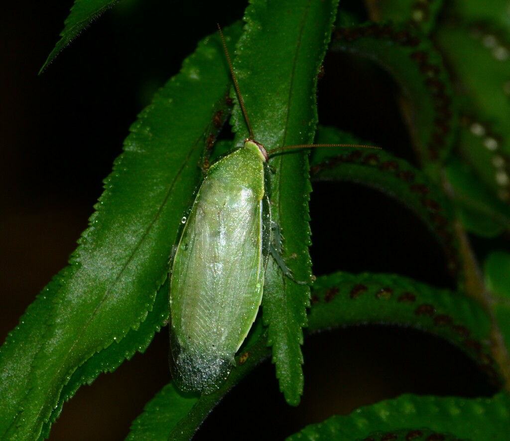 Panchlora from El Rama, Nicaragua on October 26, 2023 at 06:34 PM by ...