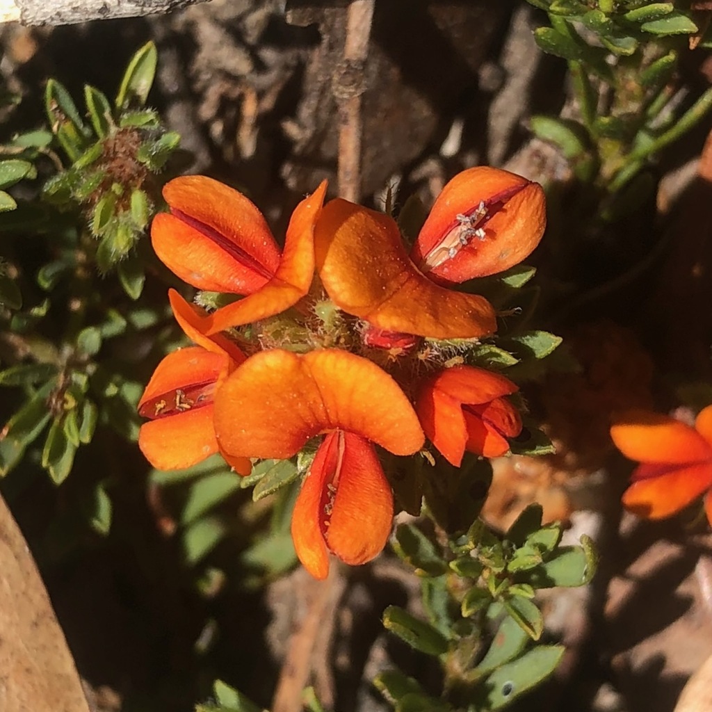 legumes from Rydal NSW 2790, Australia on October 8, 2023 at 01:53 PM ...