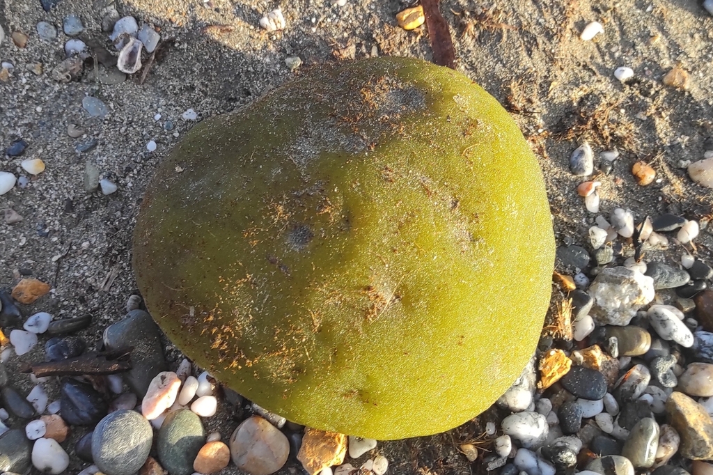 Codiums (Codium) - Botanical Realm