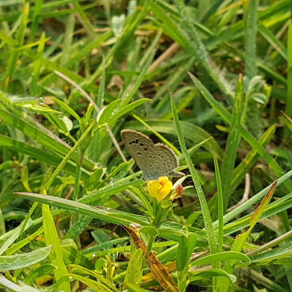 Lesser Grass Blue from 7J92+7QW, Karle Habitat, University Layout ...