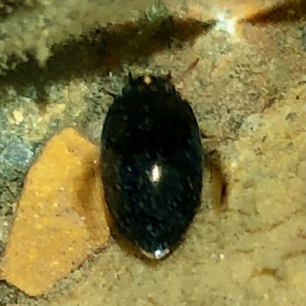 Predaceous Diving Beetles from Bullio NSW 2575, Australia on October 11 ...