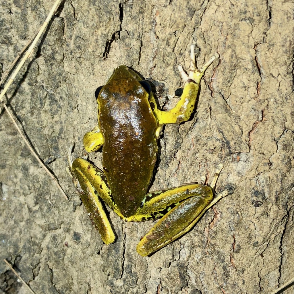 Lesueur's Frog from Bullio NSW 2575, Australia on October 11, 2023 at ...