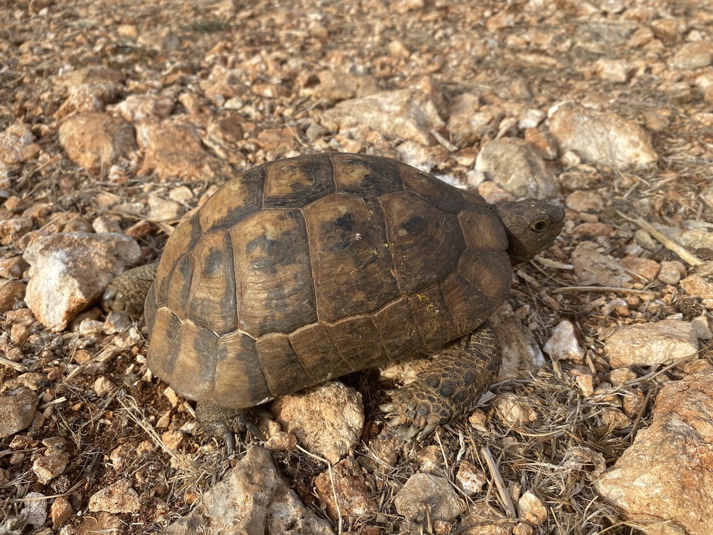 Greek Tortoise in October 2023 by Esra Demirhan · iNaturalist