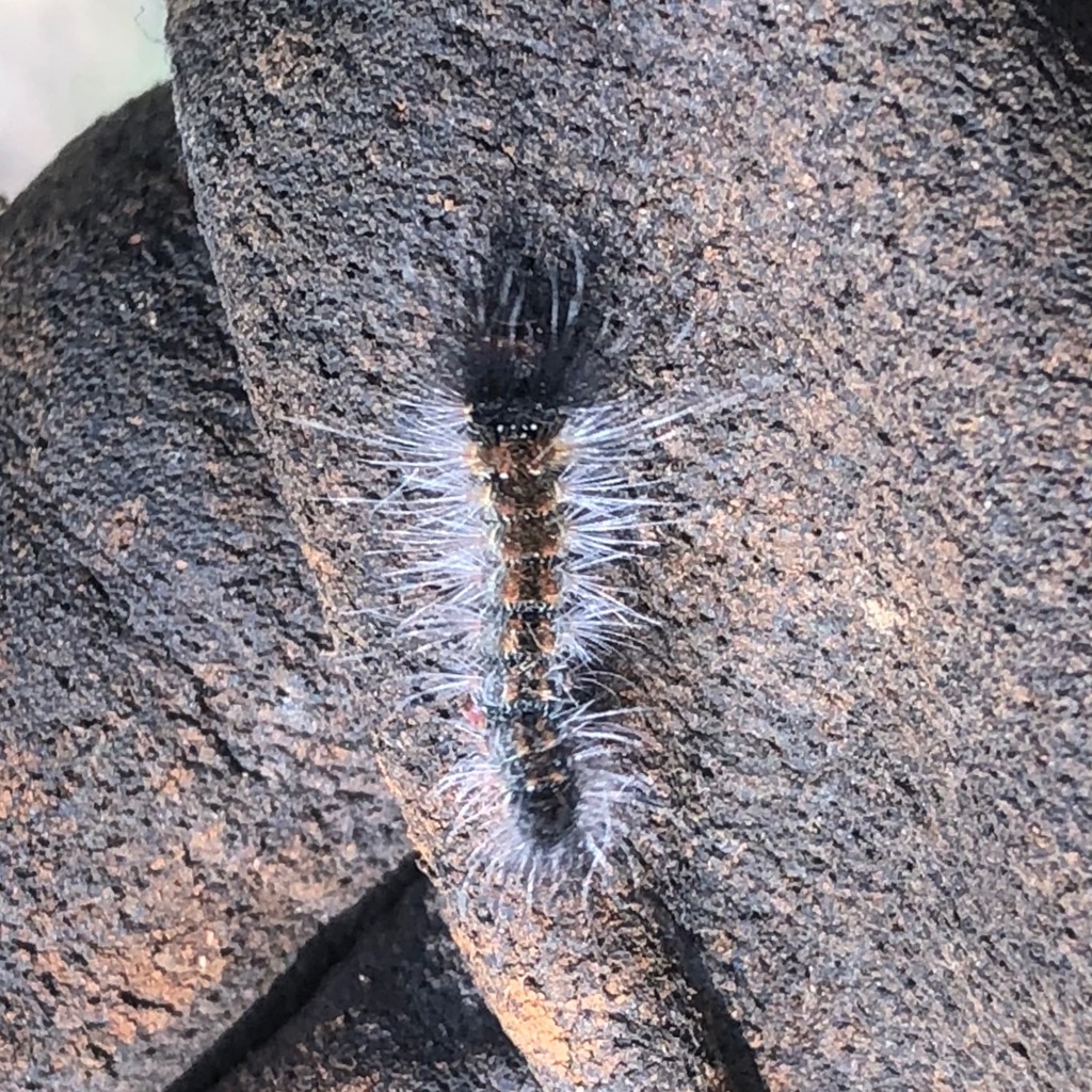 Browntail Gum Moth from Wombeyan Caves NSW 2580, Australia on October ...