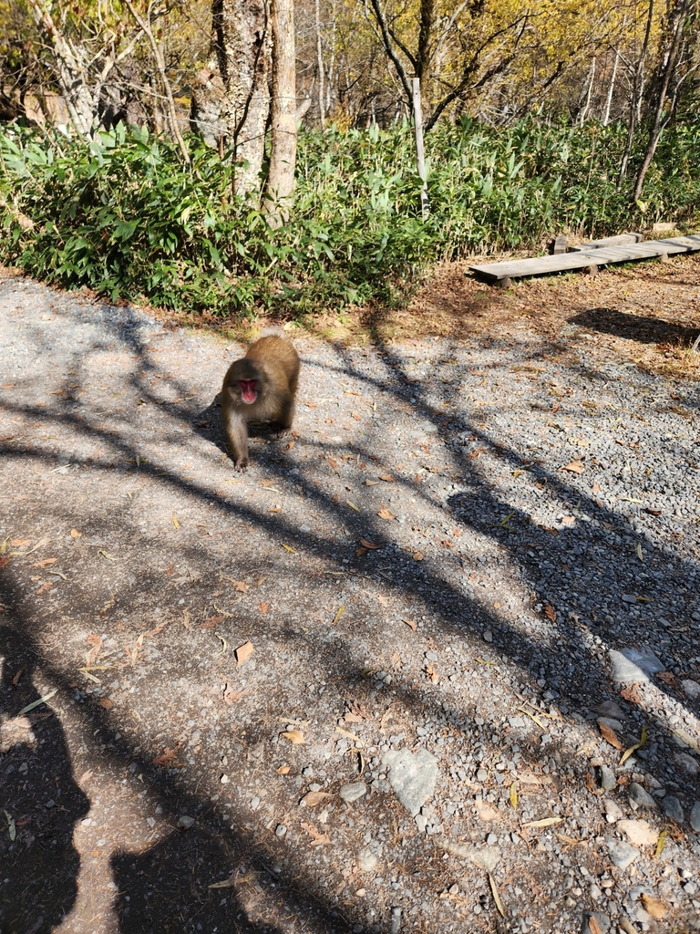 Japanese Macaque from Azumi, Matsumoto, Nagano 390-1520, Japan on ...