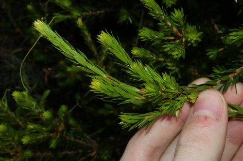 Styphelia tecta · iNaturalist