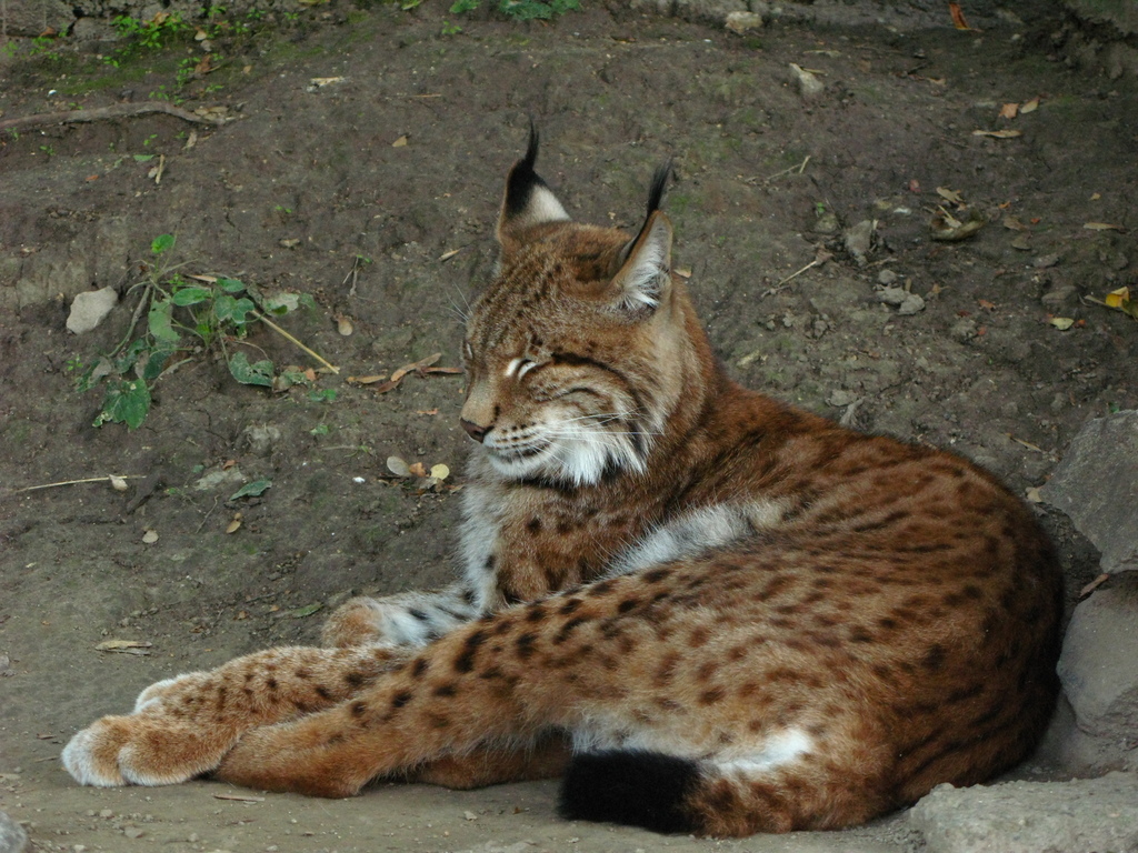 Balkan Lynx (Lynx lynx balcanicus) - Know Your Mammals