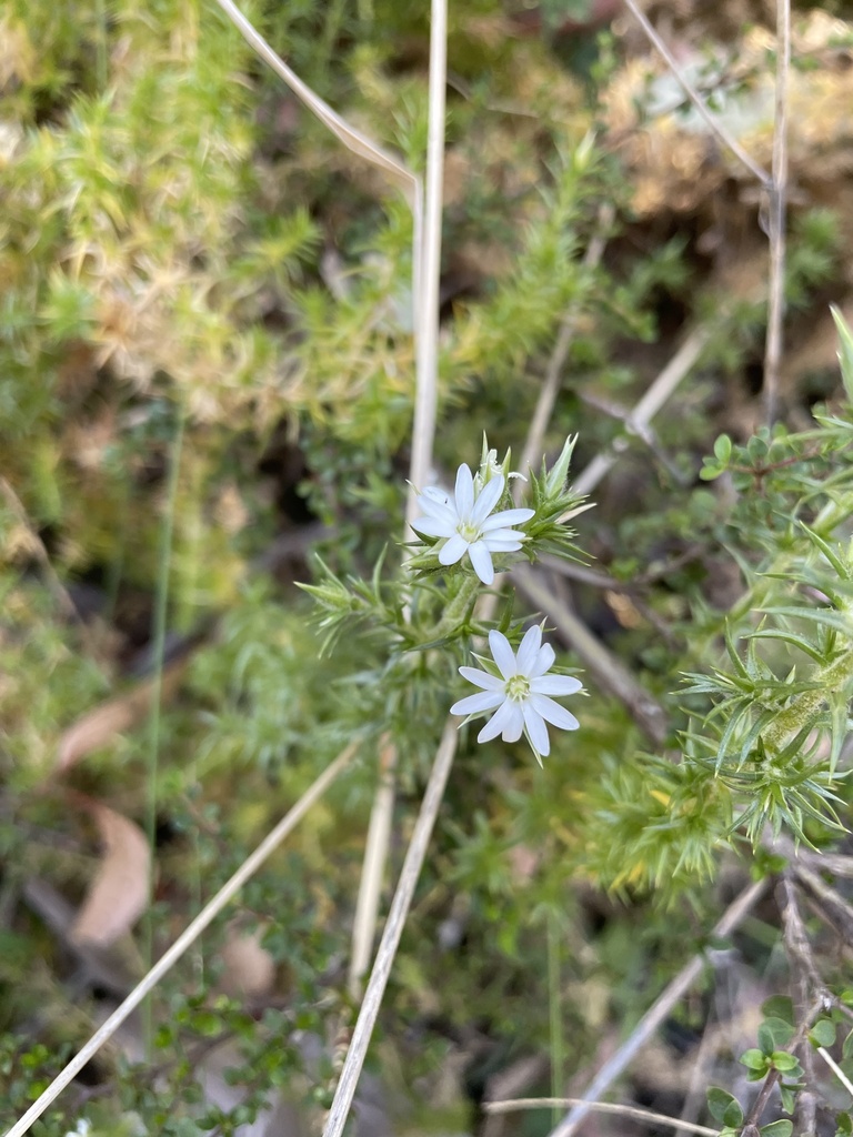 prickly starwort from Mount Kaputar National Park, Kaputar, NSW, AU on ...