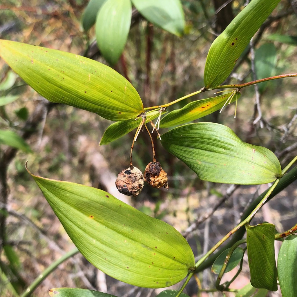 Wombat Berry from Palerang - Pt B, AU-NS, AU on October 21, 2023 at 01: ...