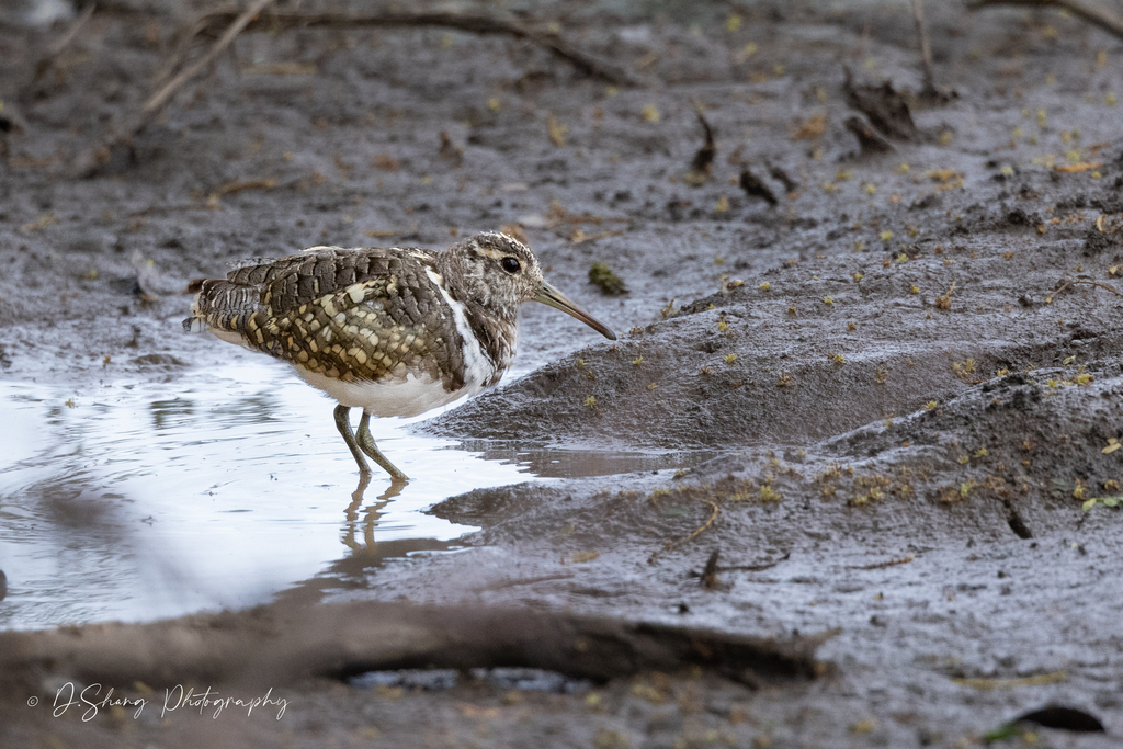 Australian Painted-Snipe from Richmond Lowlands NSW 2753, Australia on ...