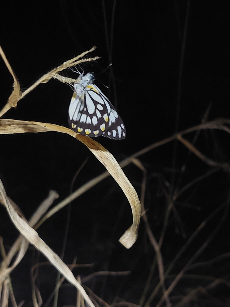 Caper White from Warkon QLD 4417, Australia on October 26, 2023 at 12: ...