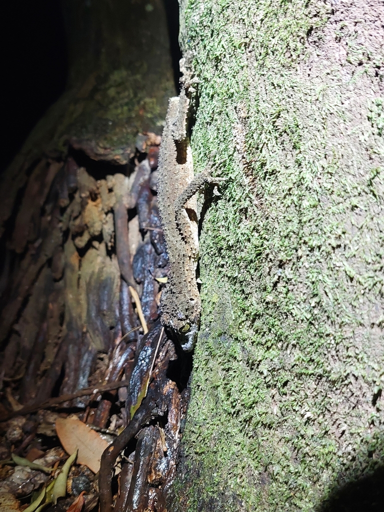 Southern Leaf-tailed Gecko from Tamborine Mountain QLD 4272, Australia ...