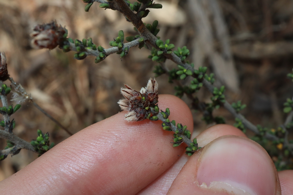 Cryptandra apetala from Pingrup WA 6343, Australia on October 21, 2023 ...