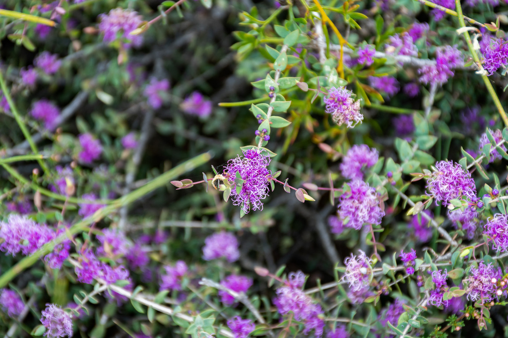 (Melaleuca violacea) - Botanical Realm