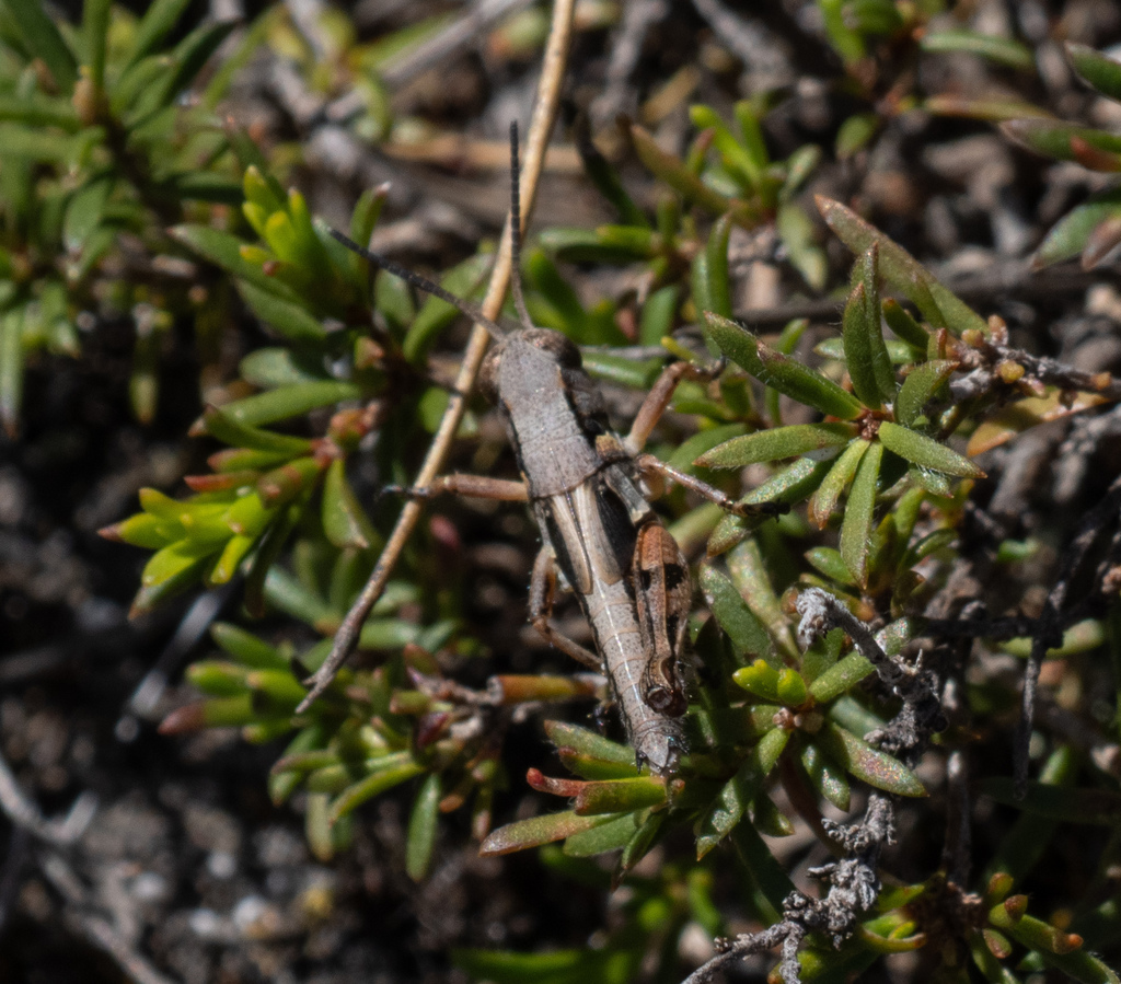 Tiny Grasshopper from Nadgee NSW 2551, Australia on October 25, 2023 at ...