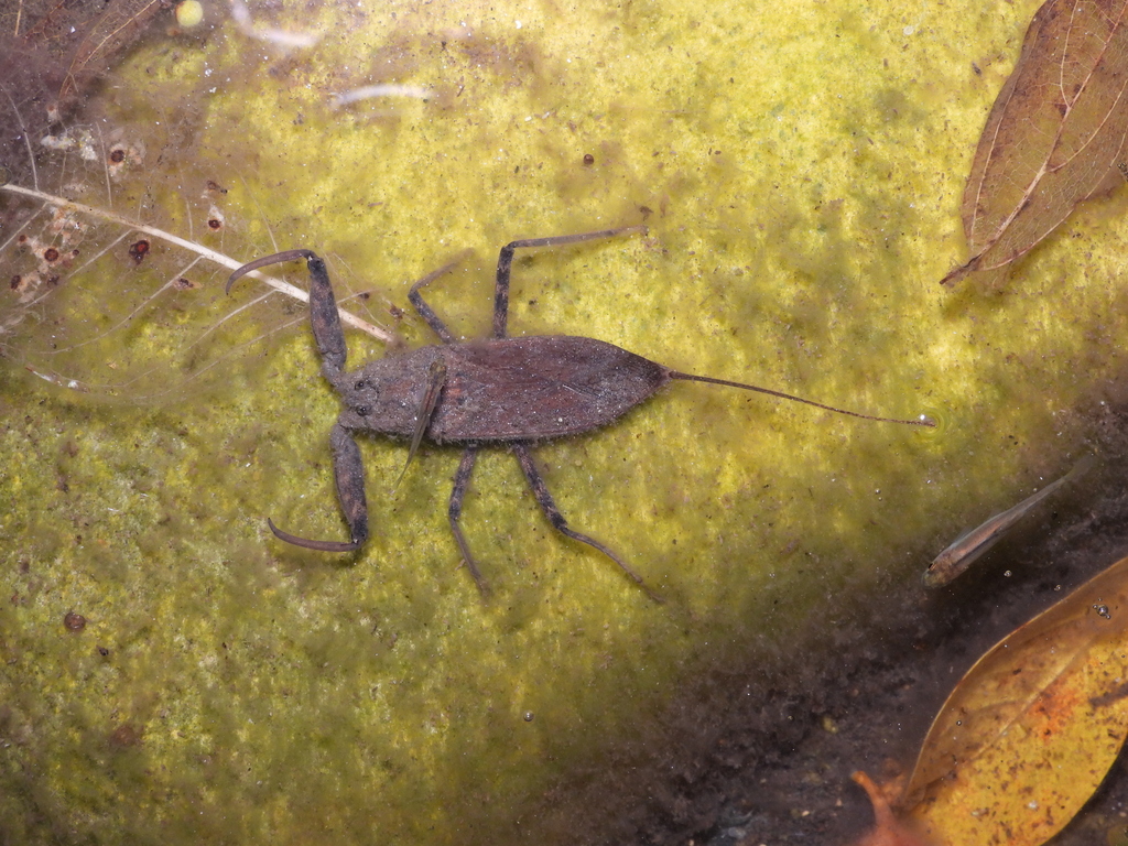 Laccotrephes from 972台灣花蓮縣秀林鄉 on August 26, 2023 at 07:36 PM by abujudy ...